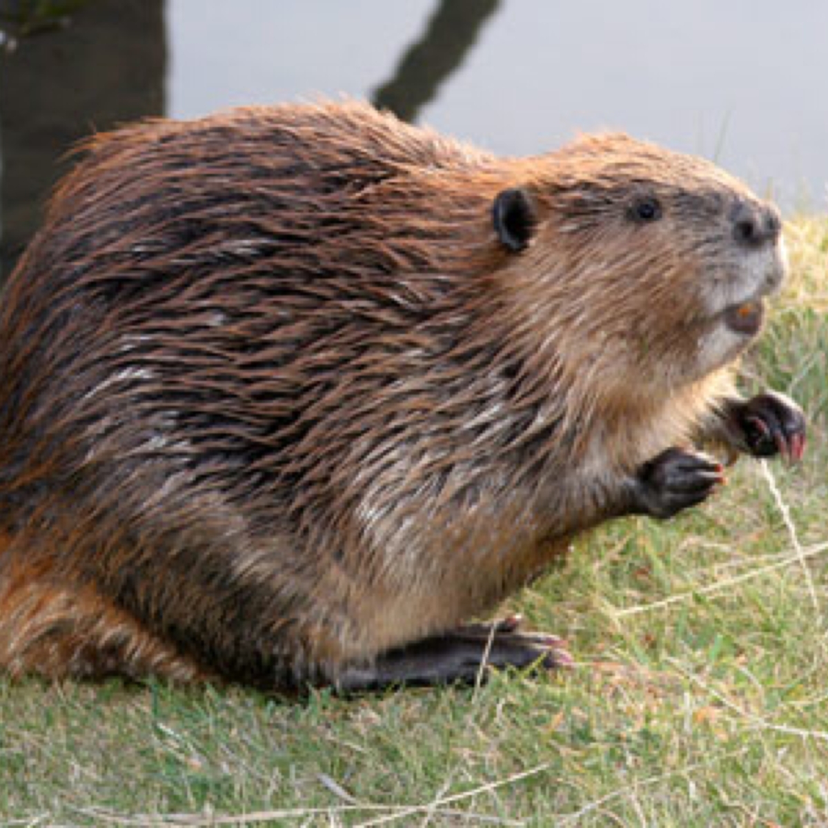 Wild Things Wildlife Removal – Animal Removal Service