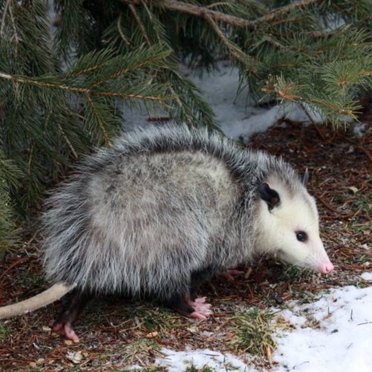 Wild Things Wildlife Removal – Animal Removal Service